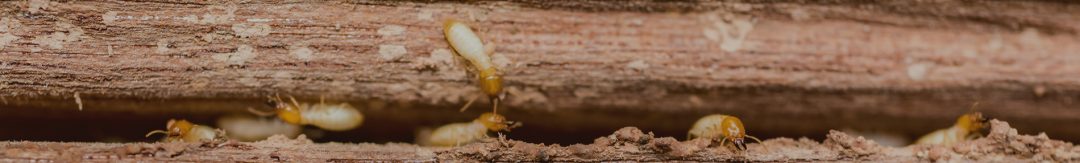 What You Need to Know | Gold Country Termite Control